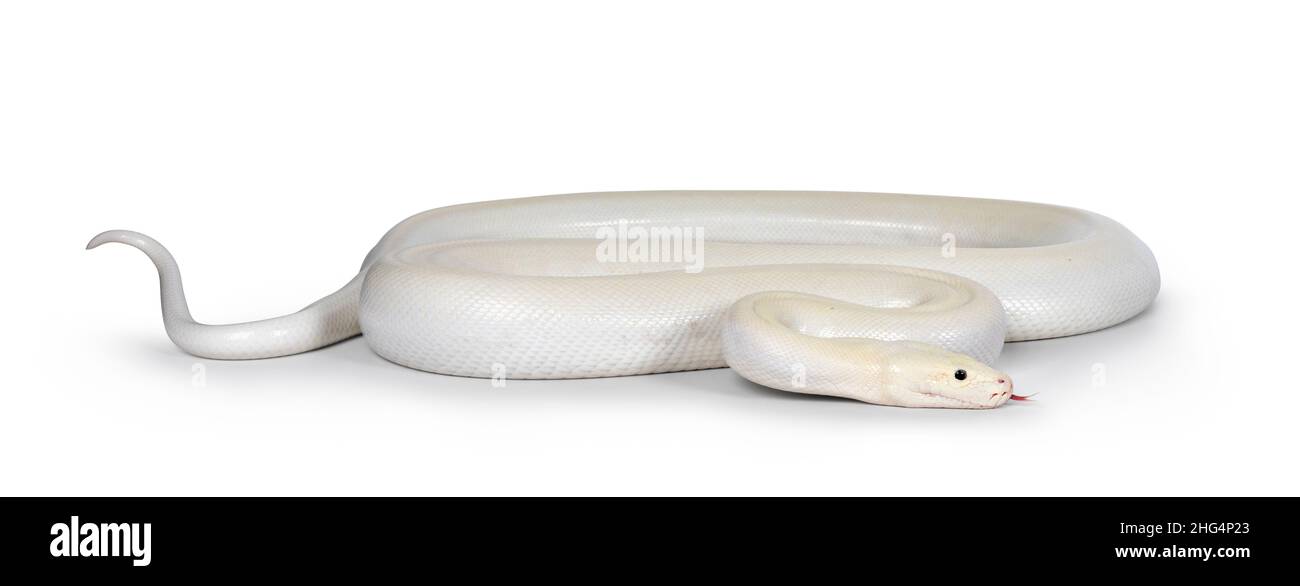 Ivory young adult Python bivittatus or Burmese snake. Body curled up ...