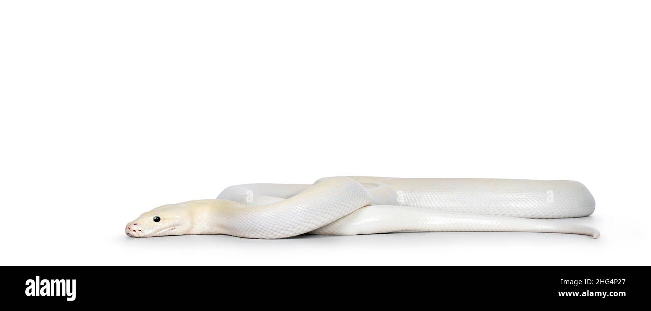 Ivory young adult Python bivittatus or Burmese Stock Photo - Alamy