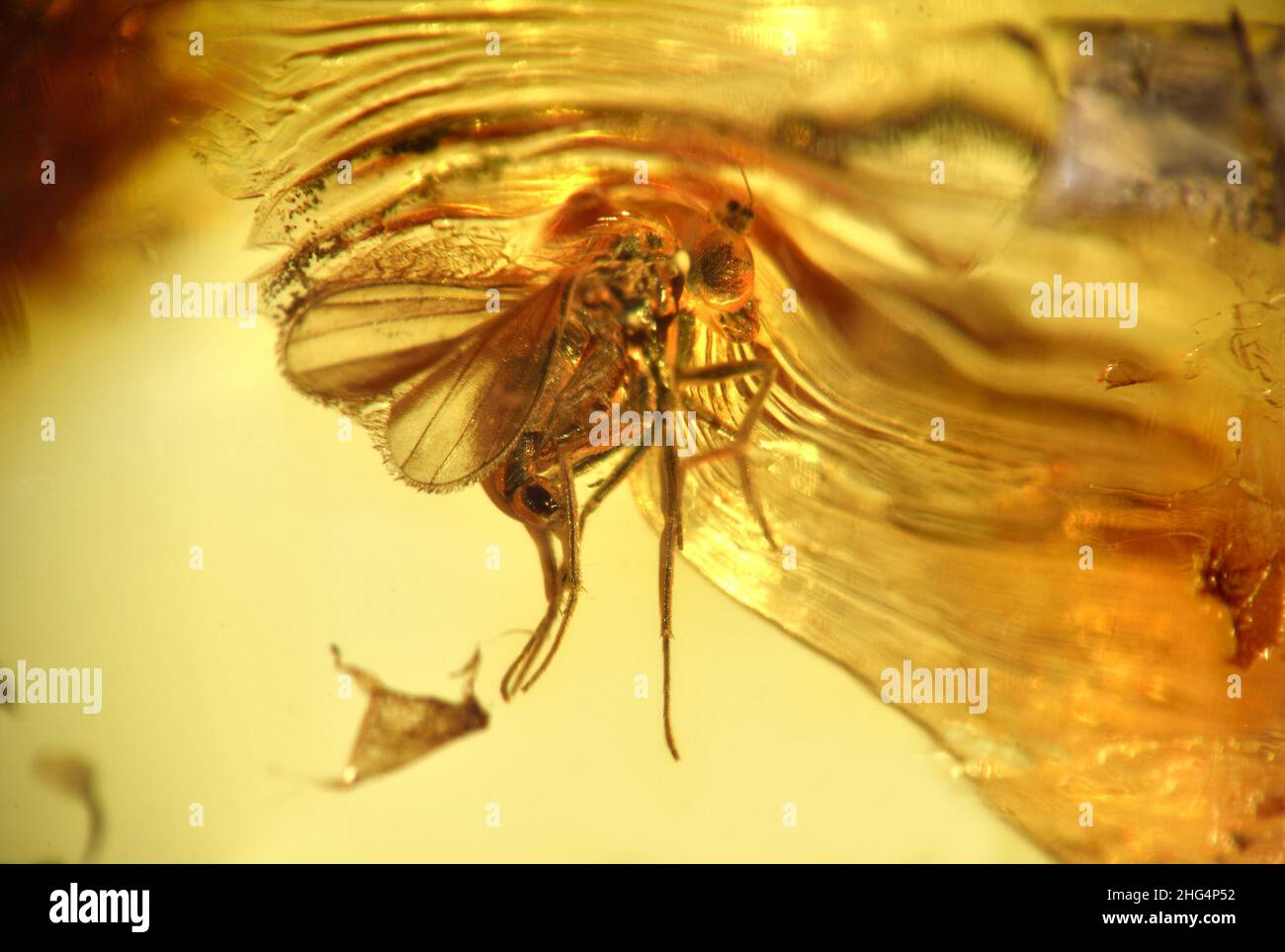 Prehistoric fly in Baltic amber Stock Photo - Alamy