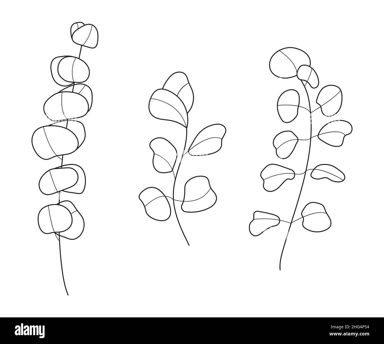 Eucalyptus branch vector set in line art style. Bohemian eucalyptus ...