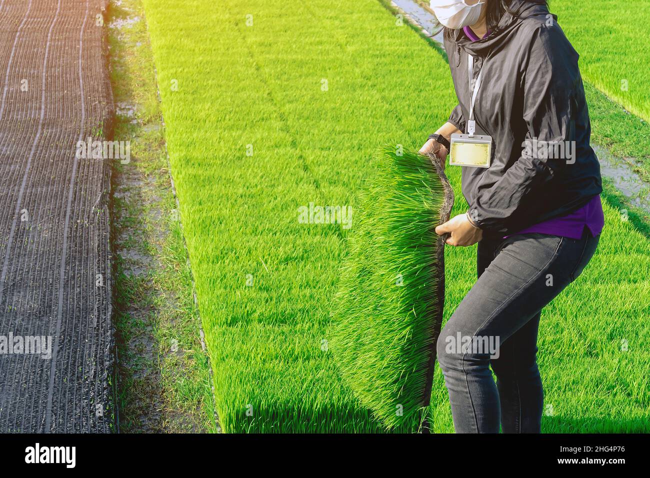 Asian female farmer holding young rice sprout ready to grow in rice ...