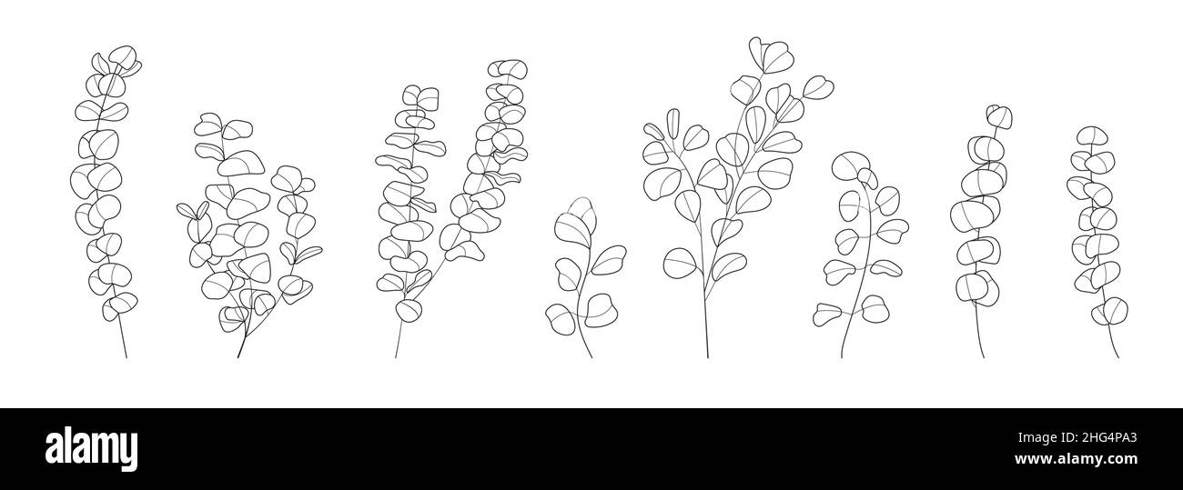 Eucalyptus branch vector set in line art style. Bohemian eucalyptus ...