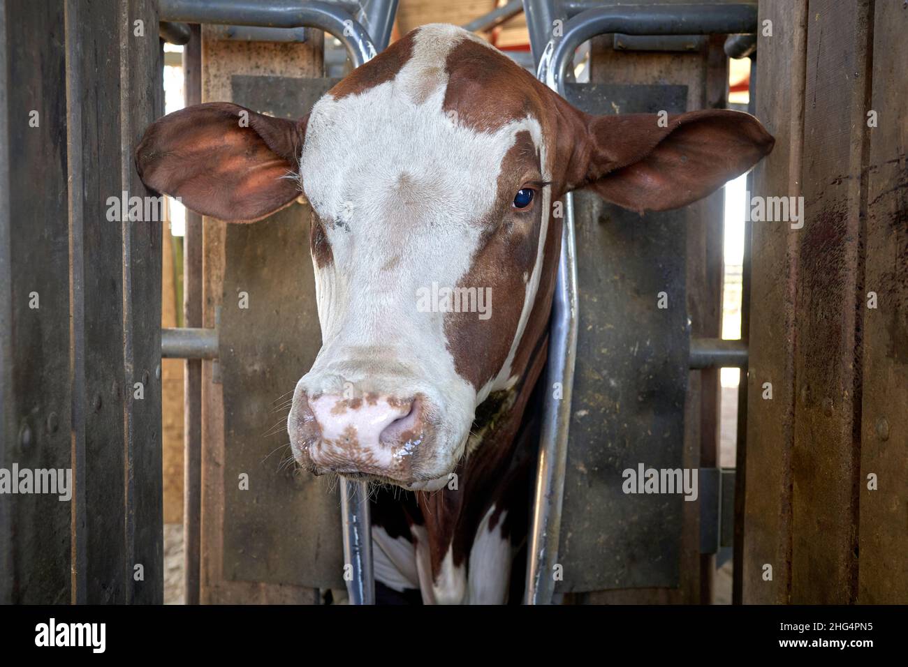 Portrait of a cow's head and eyes, nose and ears. Cows in stable. Angus ...