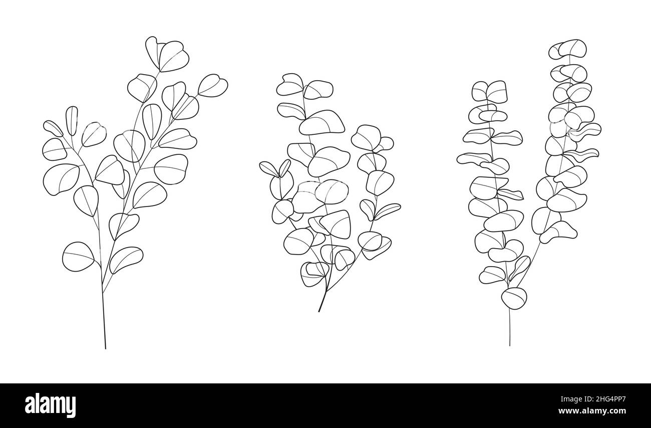 Eucalyptus branch vector in line art style. Bohemian eucalyptus leaves ...