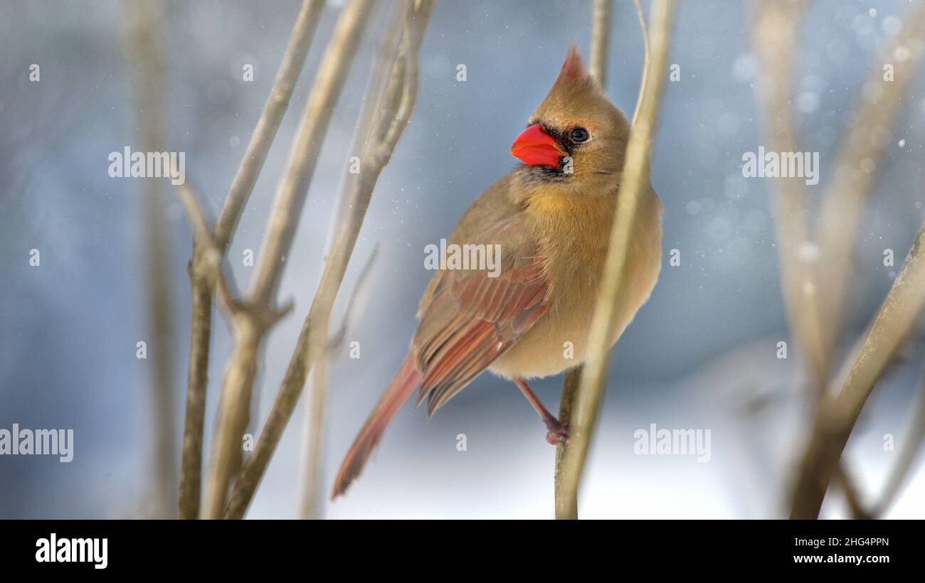 Female cardinal bird hi-res stock photography and images - Alamy