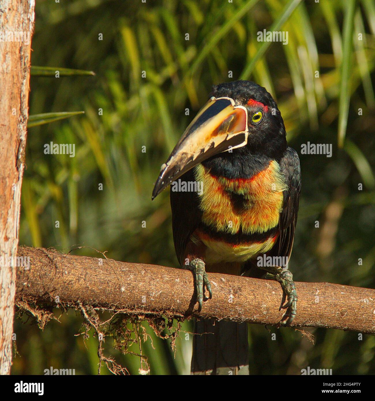 Collared Aracari in Pedacito de Cielo near Boca Tapada in Costa Rica ...