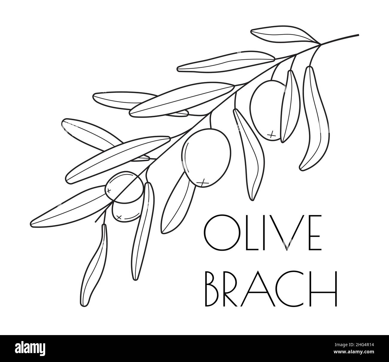 Olive branch vector in doodle, sketch style. Black, minimal single line ...
