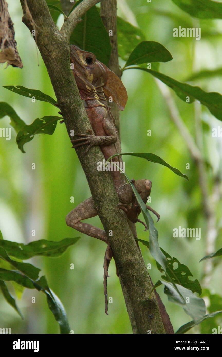 Jesus Christ Lizard in Costa Rica, Central America Stock Photo - Alamy