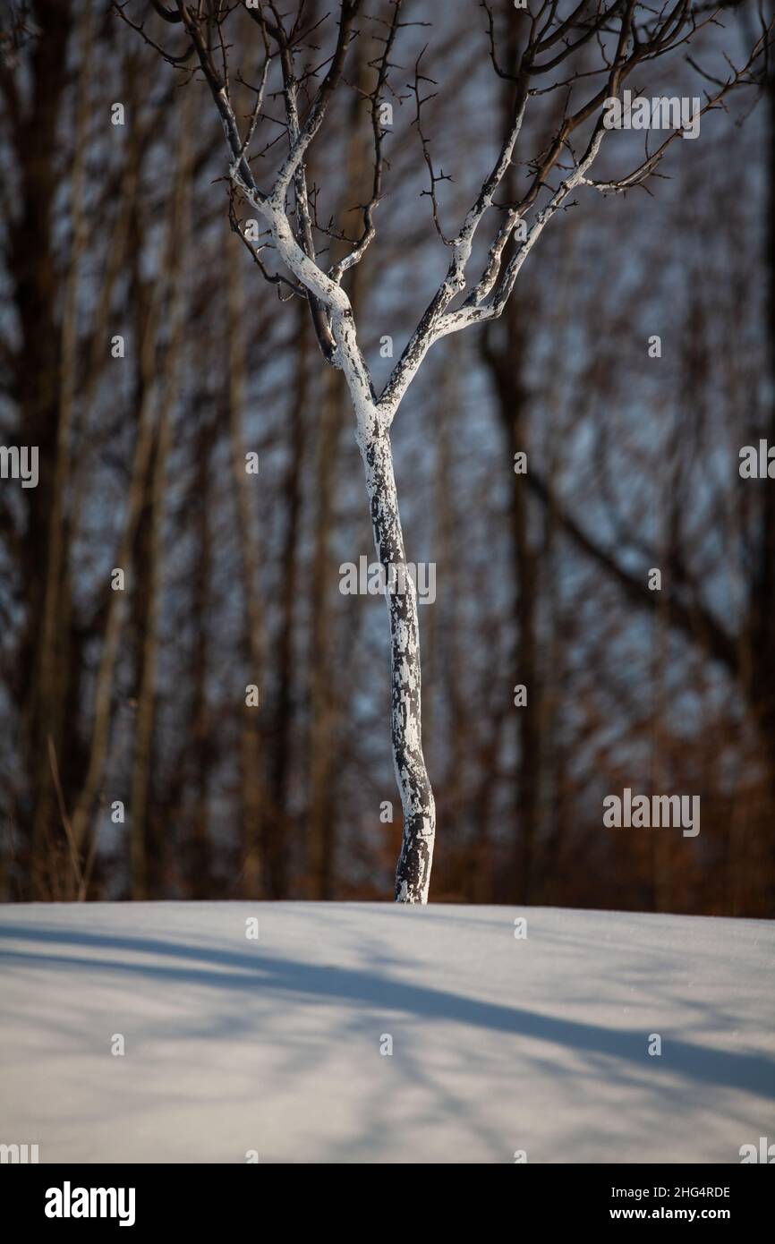 Slovak native art hi-res stock photography and images - Alamy