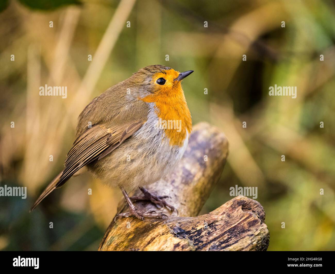 Robin woodland uk hi-res stock photography and images - Alamy