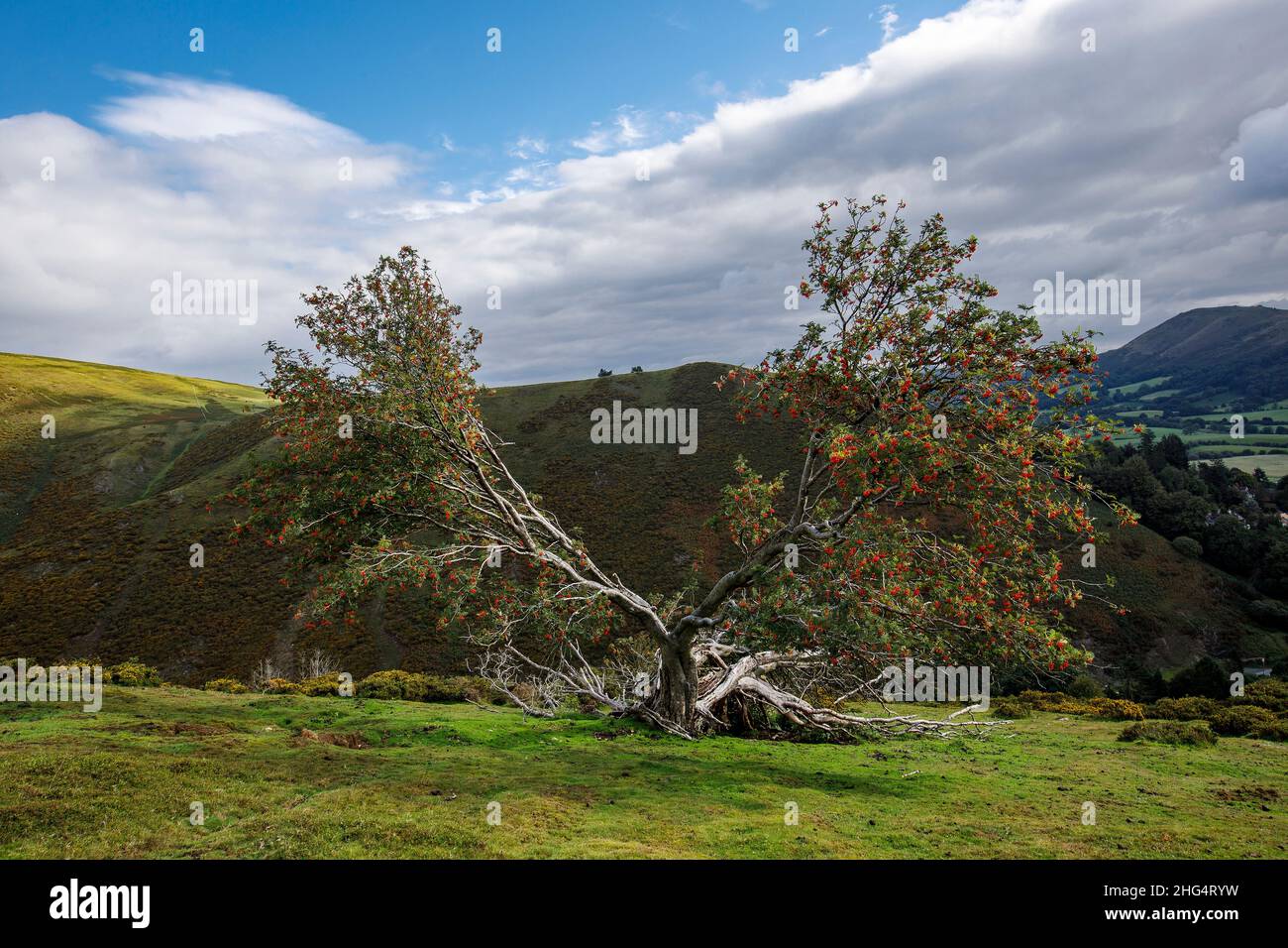 Lighning tree hi-res stock photography and images - Alamy