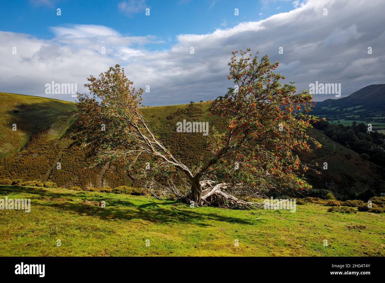 Tree and hills hi-res stock photography and images - Alamy
