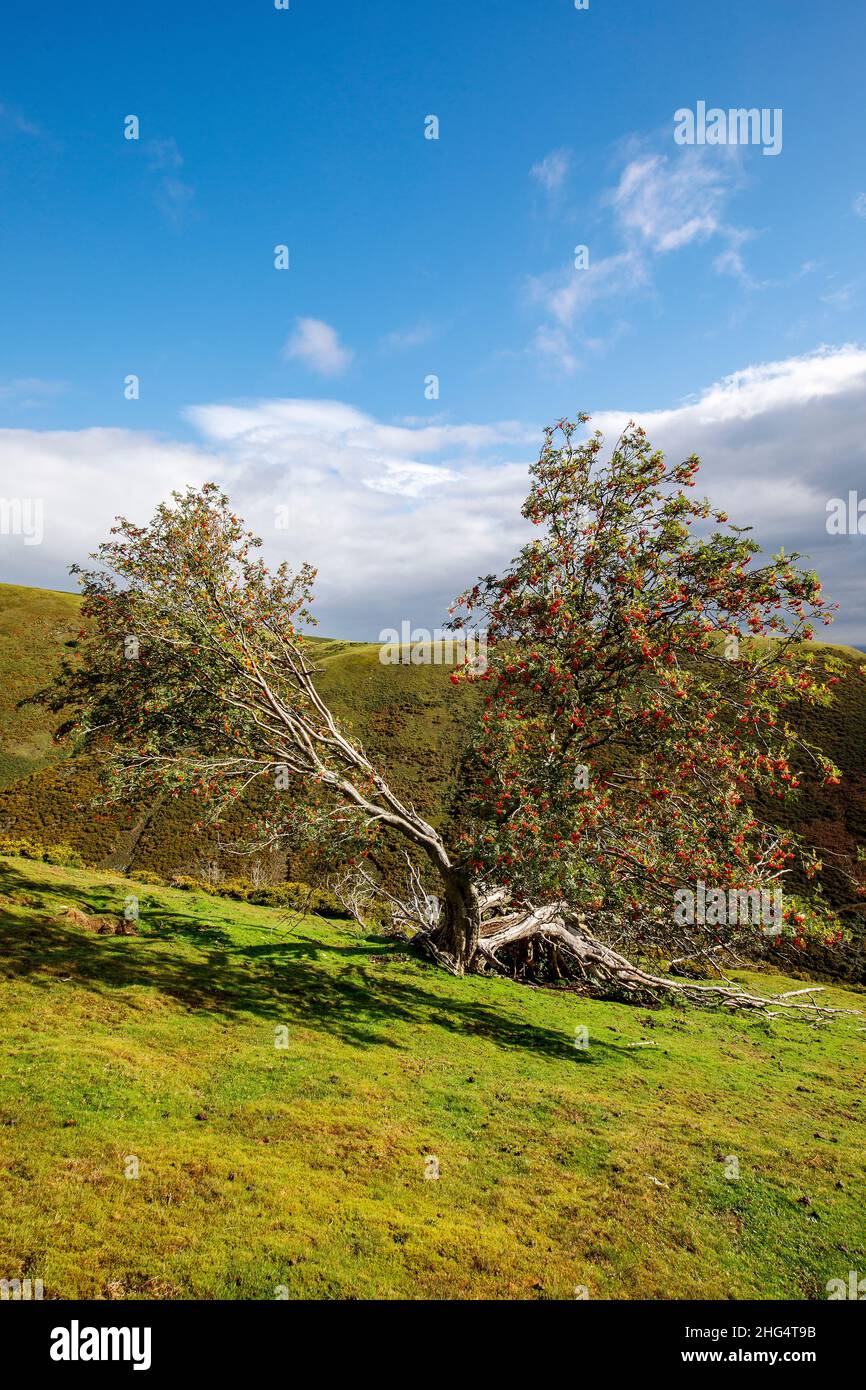 Rowan Tree with berries, The Long Mynd, Shropshire Hills, England, UK ...