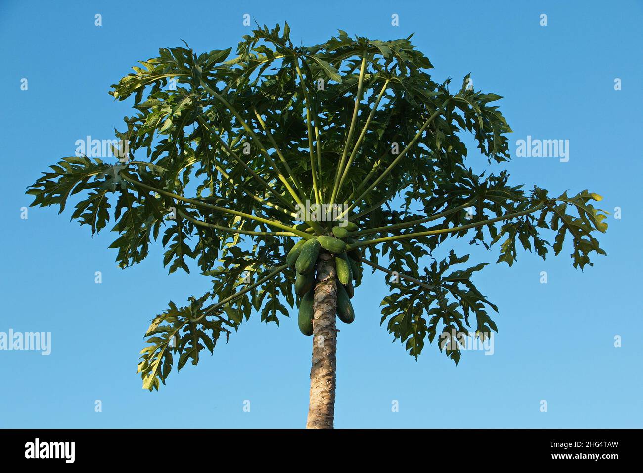 Costa rica papaya tree hi-res stock photography and images - Alamy