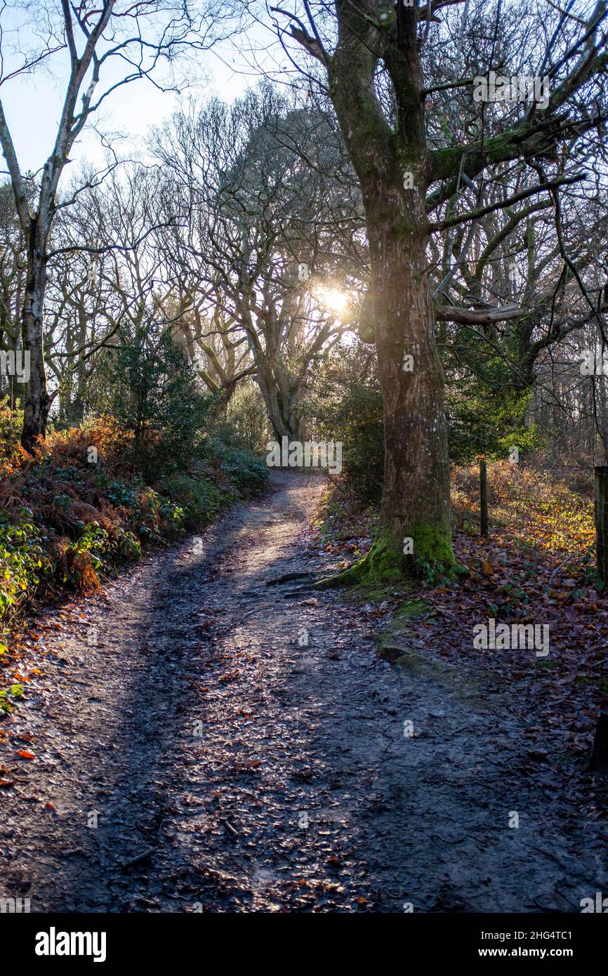 Pulborough Brooks RSPB nature reserve heathland walk in Sussex in ...