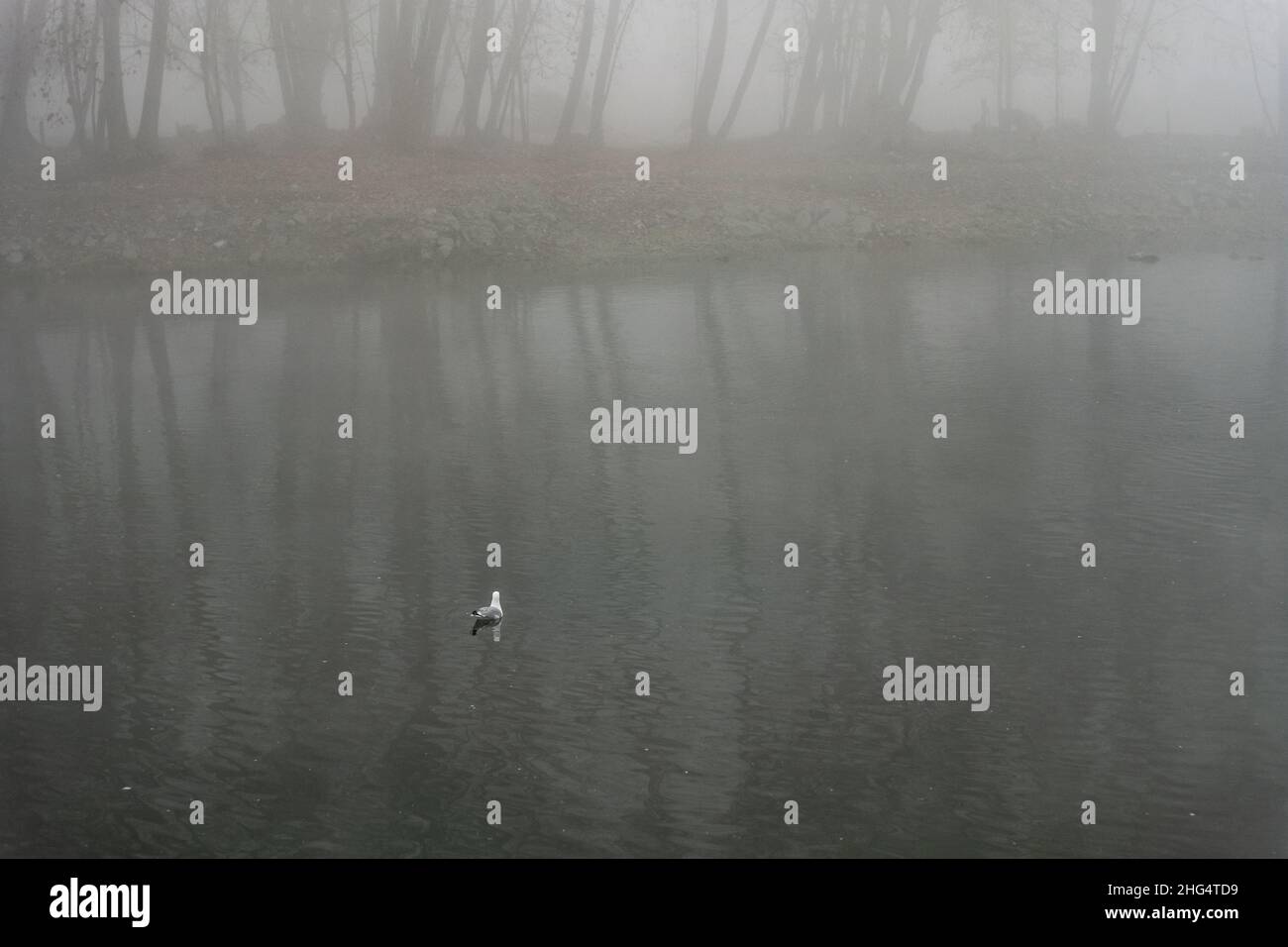 Scary seagull hi-res stock photography and images - Alamy