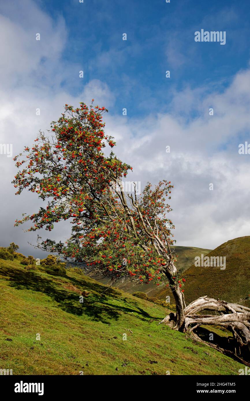 Rowan Tree with berries, The Long Mynd, Shropshire Hills, England, UK ...