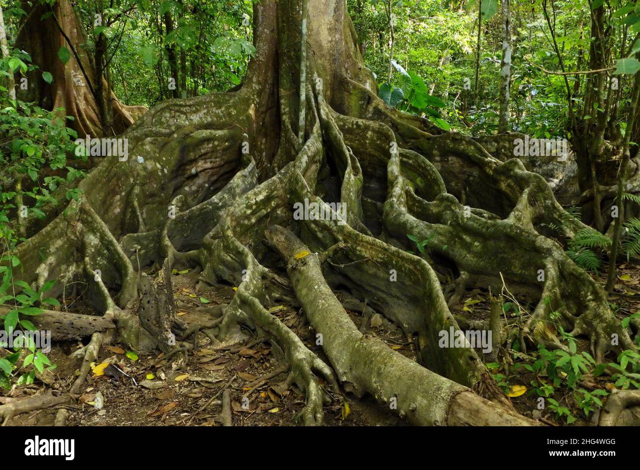 Buttress roots of a tree in Corcovado National Park near Puerto Jimenez ...