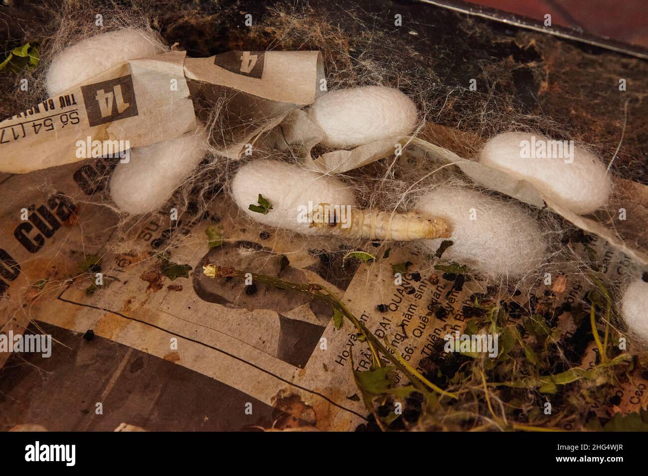Silkworm cocoons (Bombys mori) on wooden frame, production of silk ...