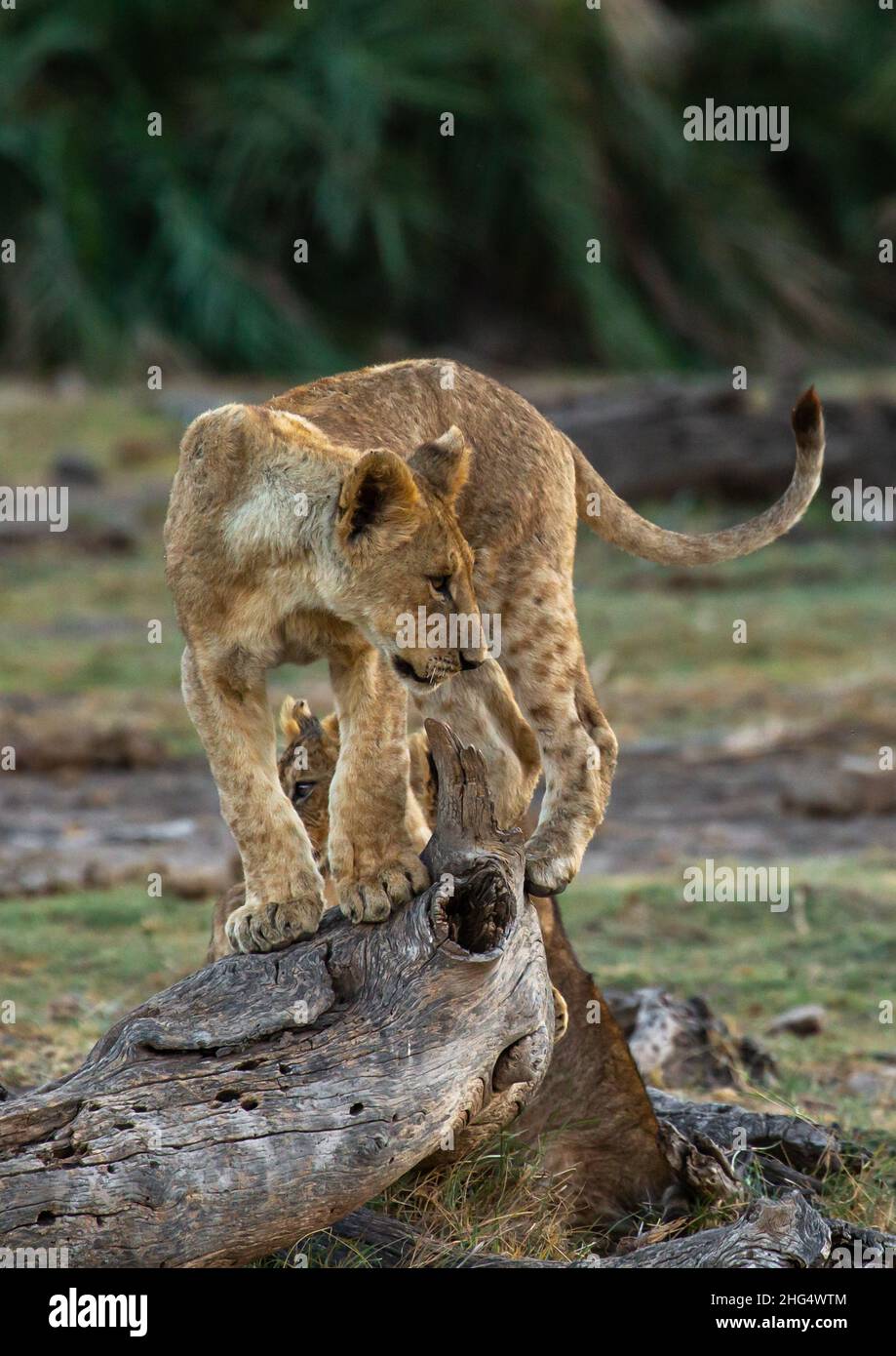 Dead lioness hi-res stock photography and images - Alamy
