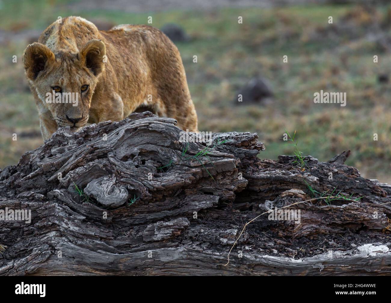 Lioness on a dead trunk, Kajiado County, Amboseli, Kenya Stock Photo ...