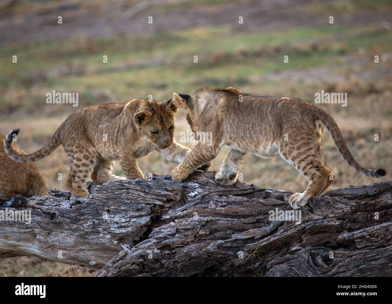 Lion Cubs playing together, Kajiado County, Amboseli, Kenya Stock Photo ...