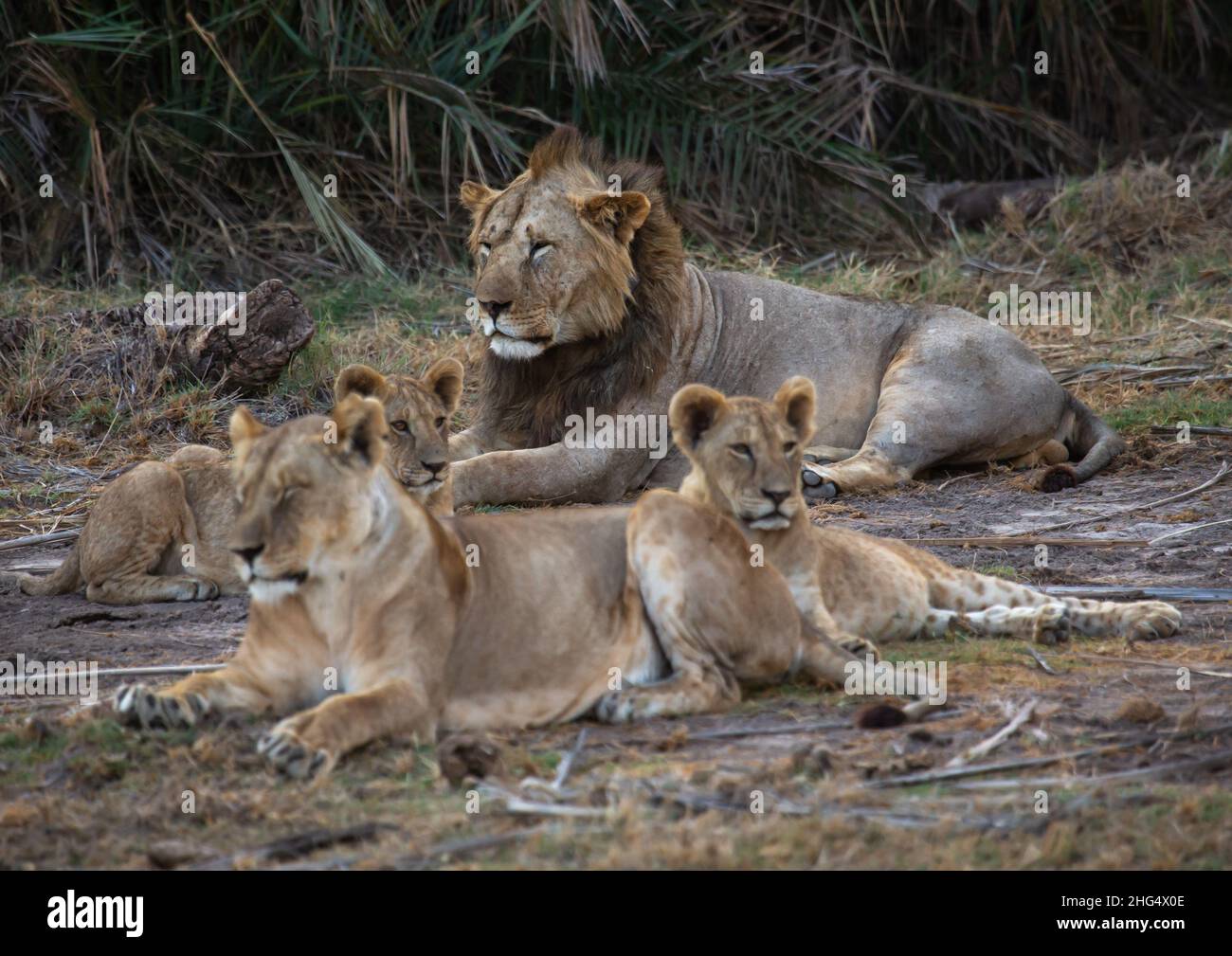 Lion with lionesses, Kajiado County, Amboseli, Kenya Stock Photo - Alamy