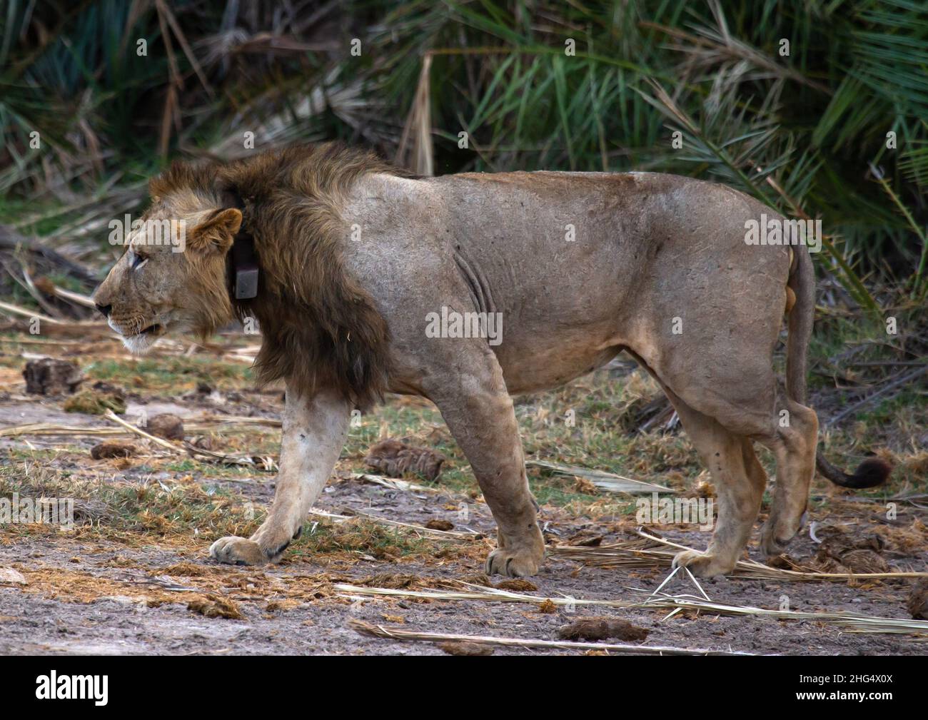 Lion with gps tracker hi-res stock photography and images - Alamy