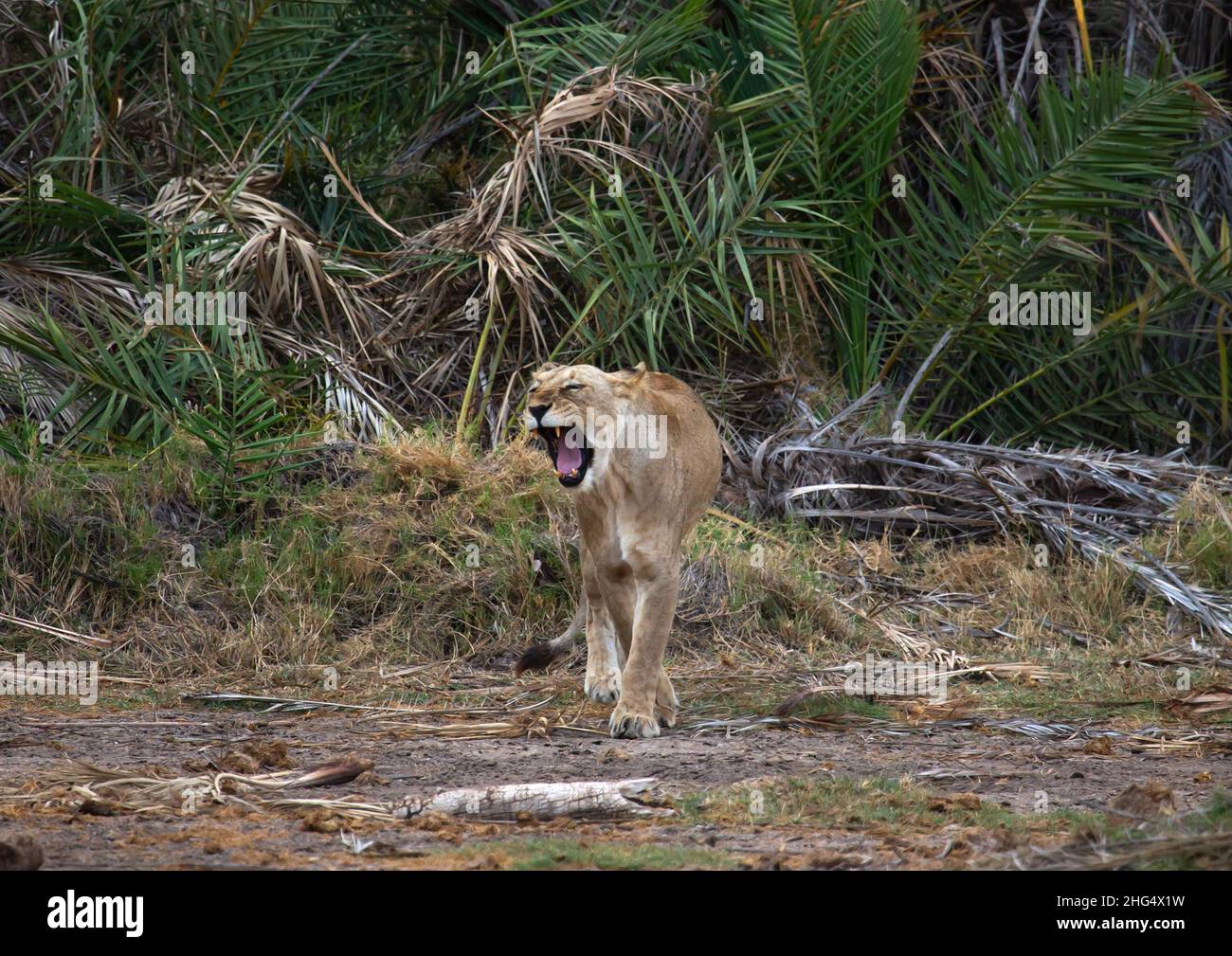 Lioness roaring hi-res stock photography and images - Alamy