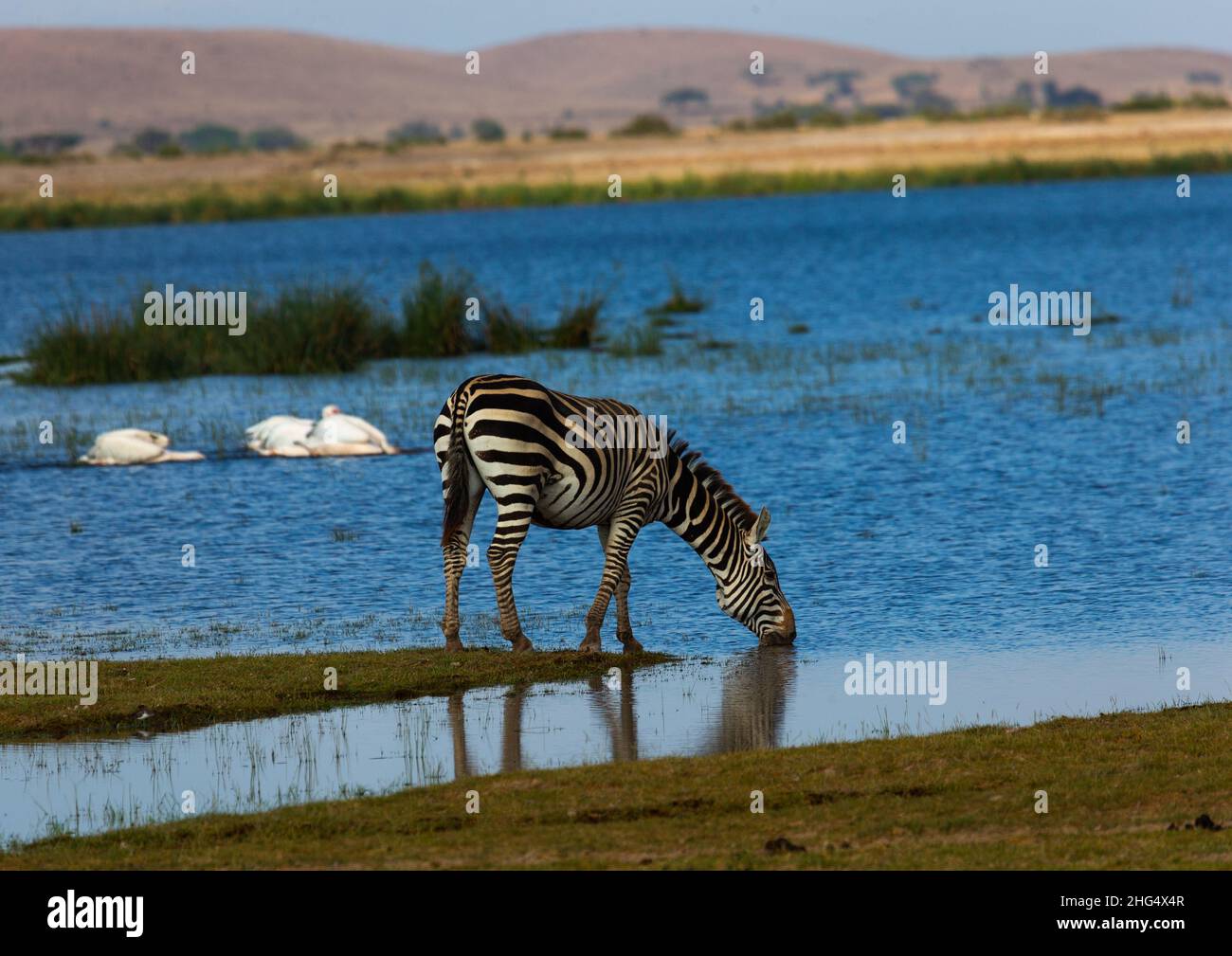 Zebra drinking at amboseli national park hi-res stock photography and ...