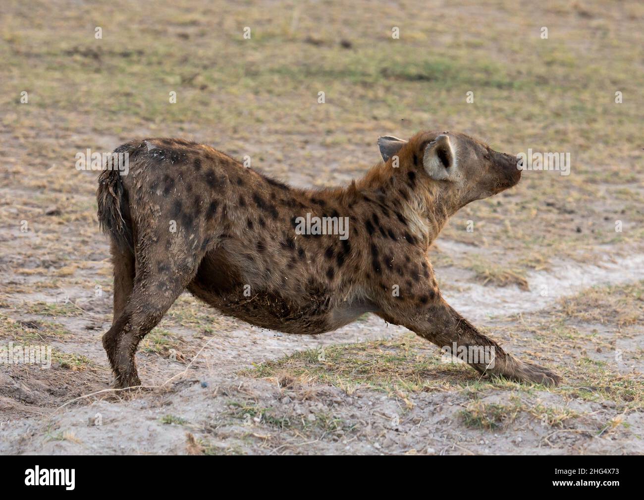 Spotted Hyena stretching, Kajiado County, Amboseli, Kenya Stock Photo ...