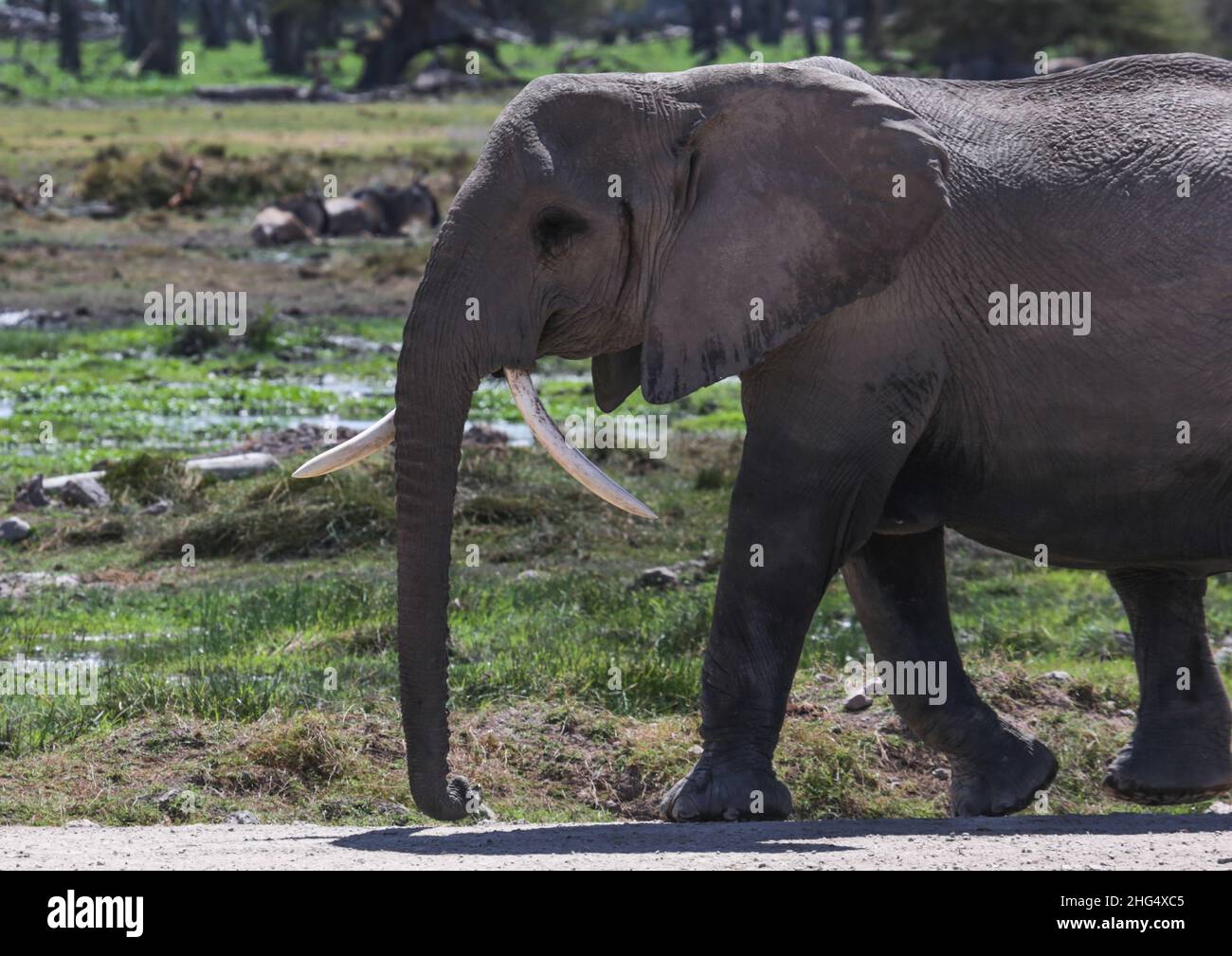 Deformed animals hi-res stock photography and images - Alamy
