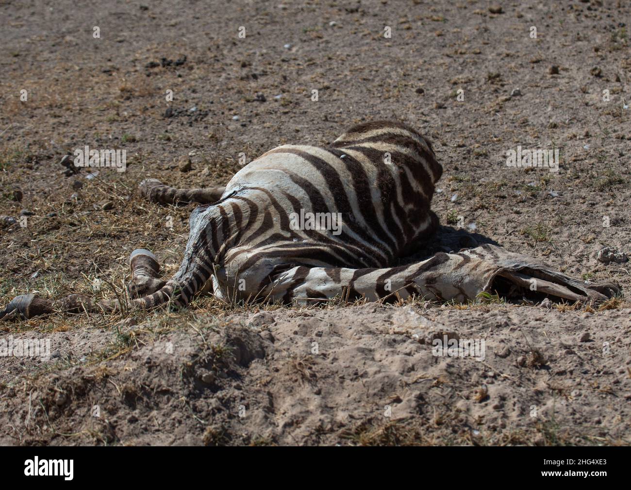 Dead zebra carcass hi-res stock photography and images - Alamy