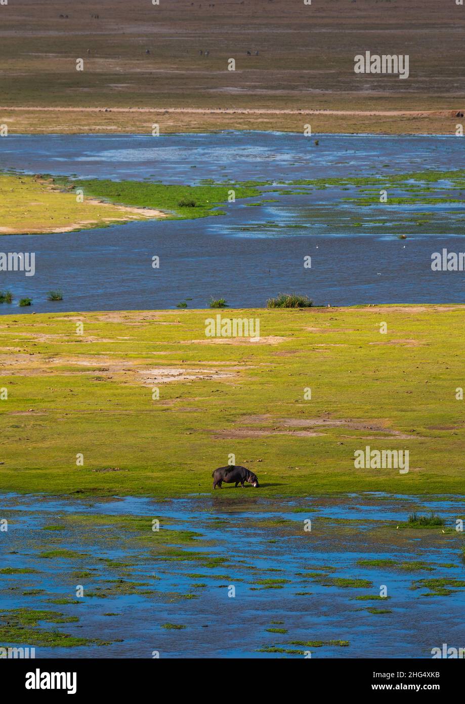 hippopotamus (hippopotamus amphibius) in a swamp, Kajiado County ...