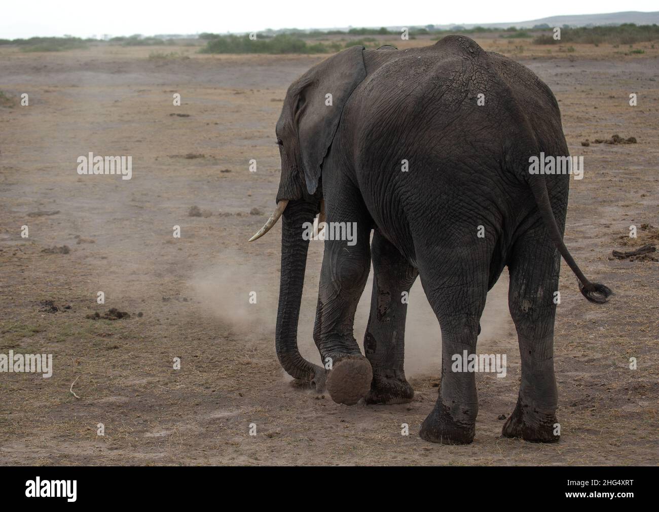 African elephant digging kenya hi-res stock photography and images - Alamy