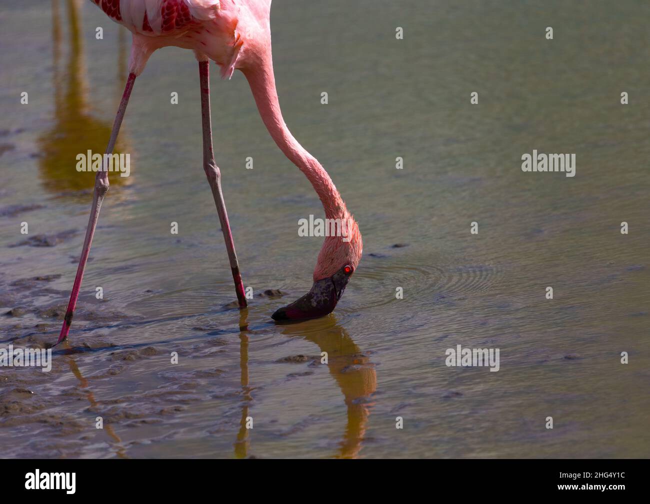 Pink flamingo eating in a lake, Kajiado County, Amboseli, Kenya Stock ...