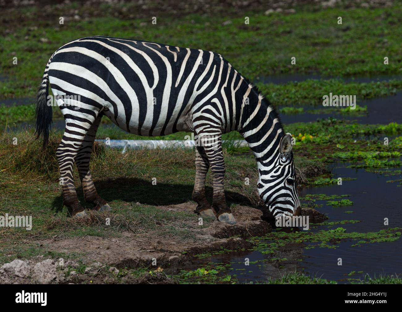 Zebra in a swamp, Kajiado County, Amboseli, Kenya Stock Photo - Alamy