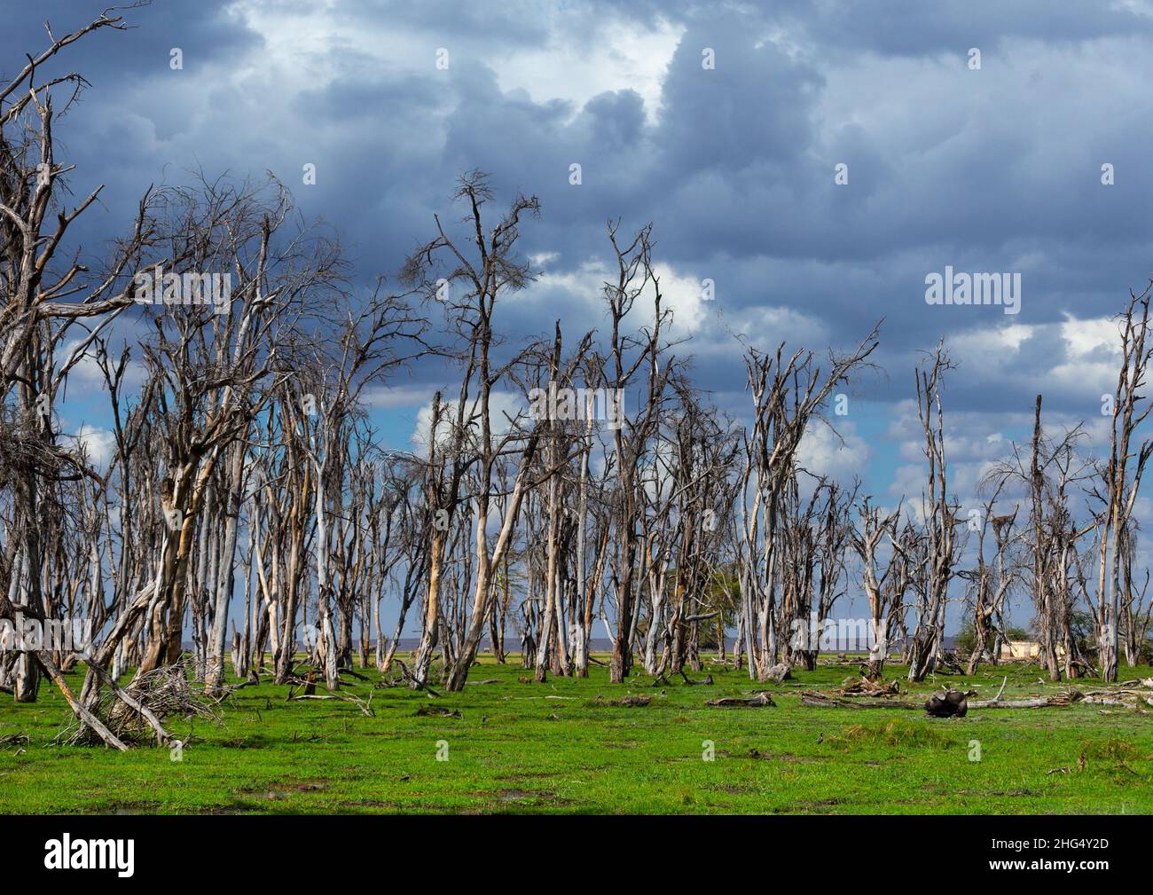 Ded trees hi-res stock photography and images - Alamy