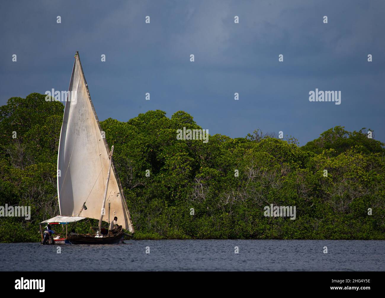 Dhow sailing on the indian ocean in front of the mangrove, Lamu County ...
