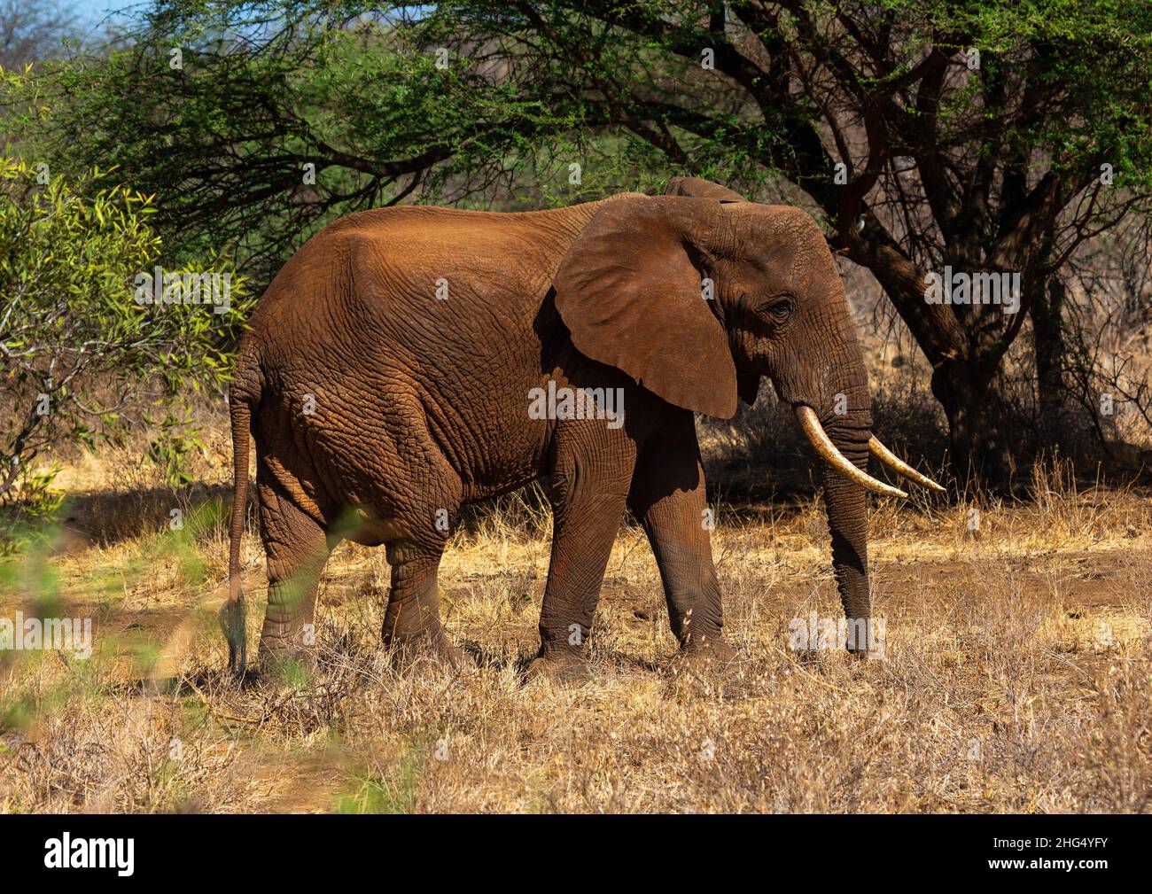 Elephant (Loxodonta africana), Coast Province, Tsavo West National Park ...