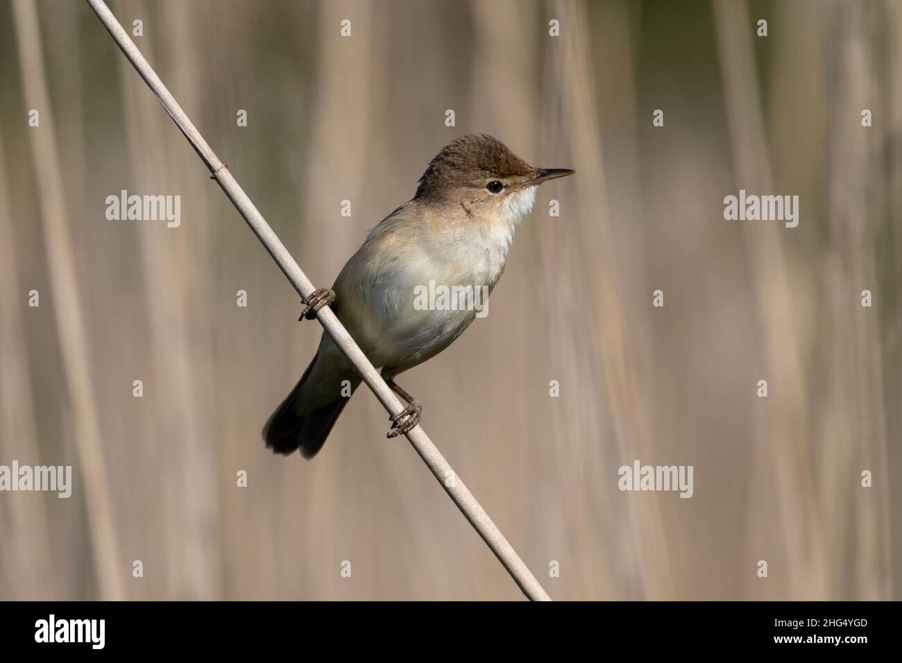 Reed warbler (European Stock Photo - Alamy