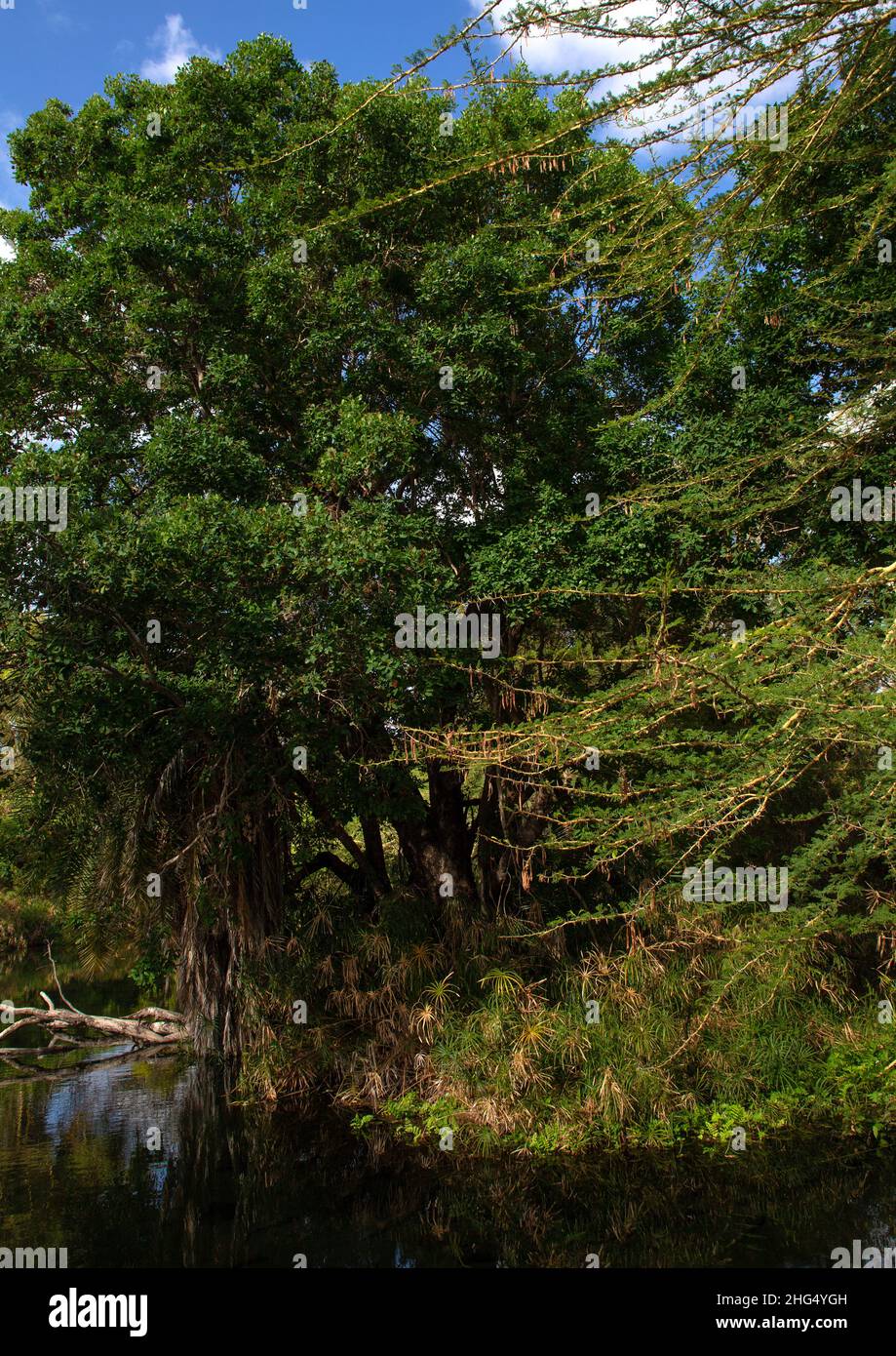 Mzima hi-res stock photography and images - Alamy