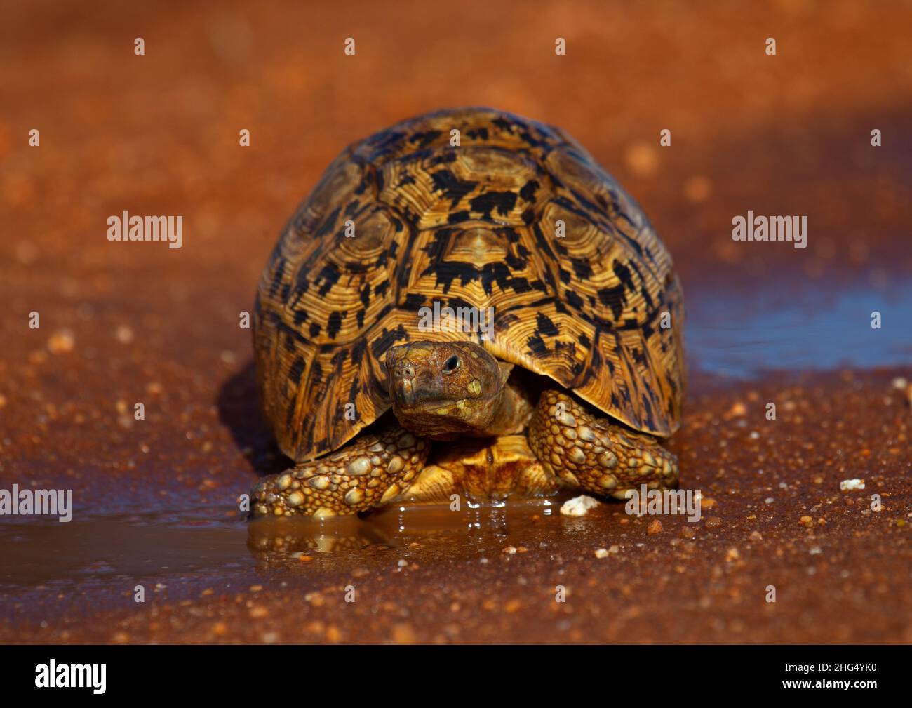 Leopard tortoise (Geochelone pardalis), Coast Province, Tsavo West ...
