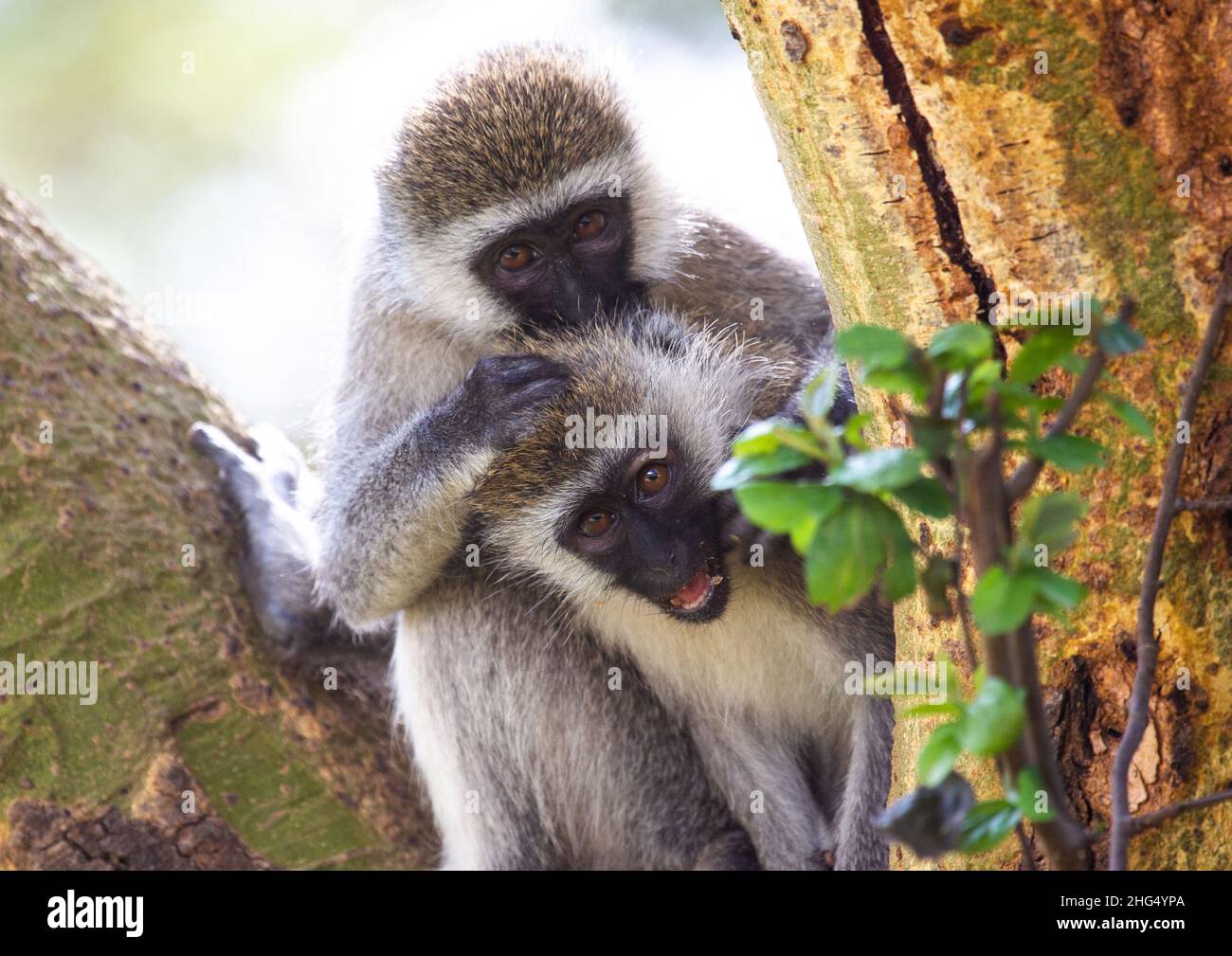 Vervet monkeys grooming their fur, Rift Valley Province, Nakuru, Kenya ...