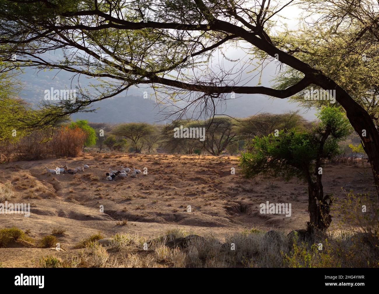 Ngurunit hi-res stock photography and images - Alamy