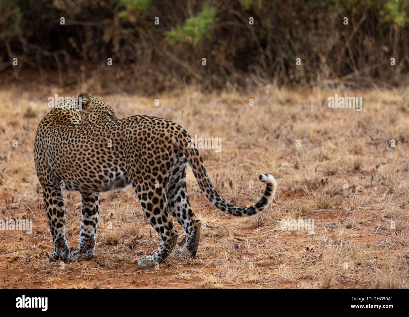 Wild African Leopard, Samburu County, Samburu National Reserve, Kenya ...