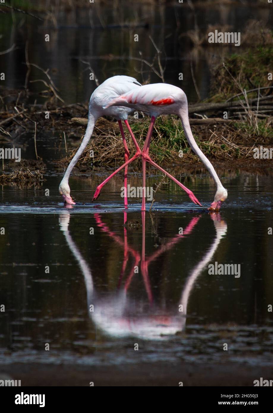 Pink flamingos eating in a lake, Rift Valley Province, Nakuru, Kenya ...
