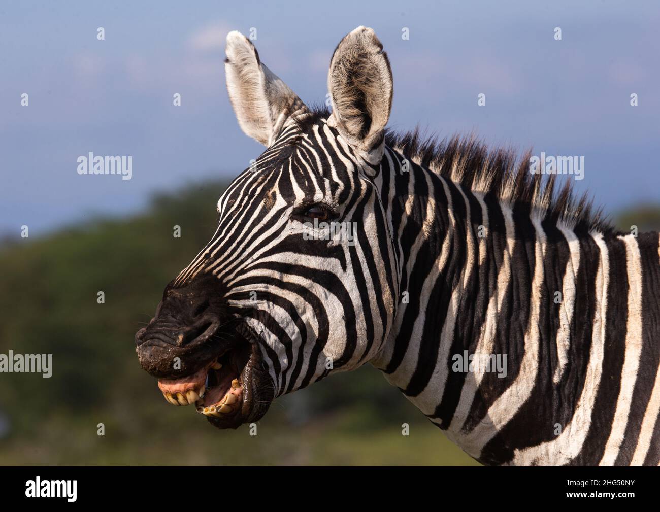 Zebra showing its teeth, Rift Valley Province, Nakuru, Kenya Stock ...