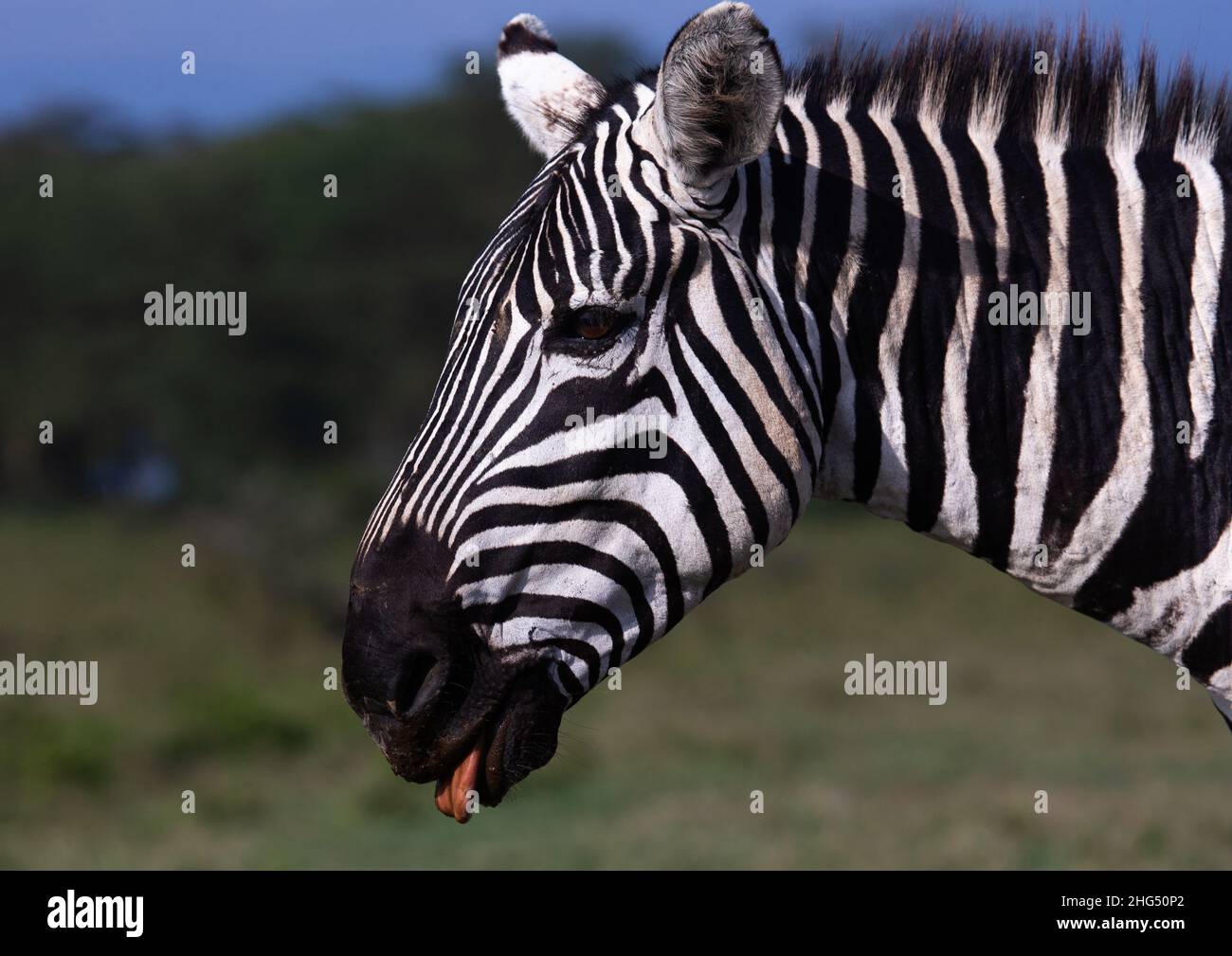 Zebra showing its tongue, Rift Valley Province, Nakuru, Kenya Stock ...