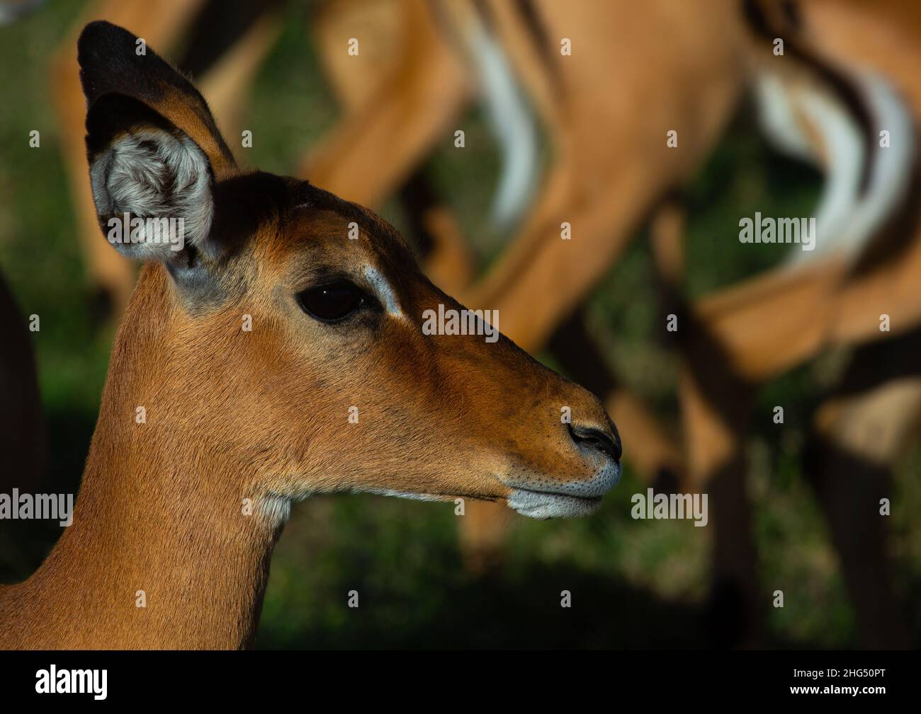 Female impala (Aepyceros melampus), Rift Valley Province, Nakuru, Kenya ...